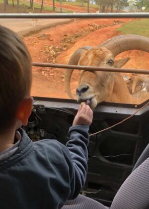 Wild Animal Safari in LaGrange, Georgia - The Journey of Parenthood...