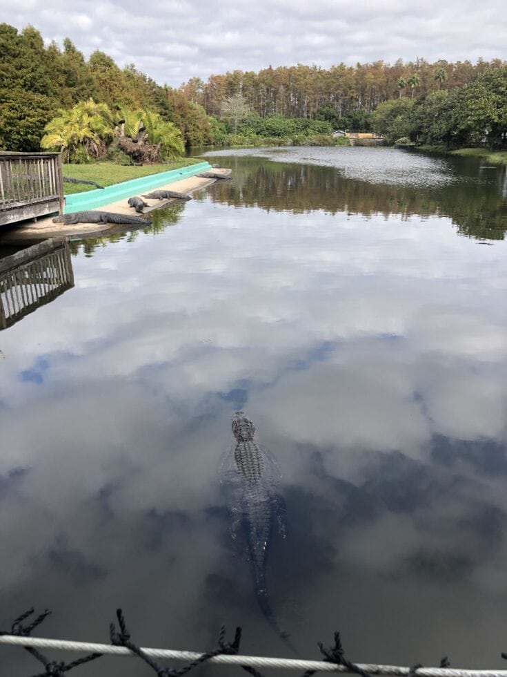 Visiting Gatorland: Ziplining in Orlando, Florida and More!